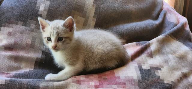 Burmese x ragdoll x Kittens- Female and male available | Cats & Kittens ...