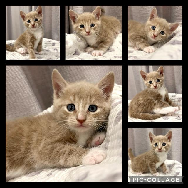 Ginger & Cream Bengal X Tabby Boy 8 wks | Cats & Kittens | Gumtree ...