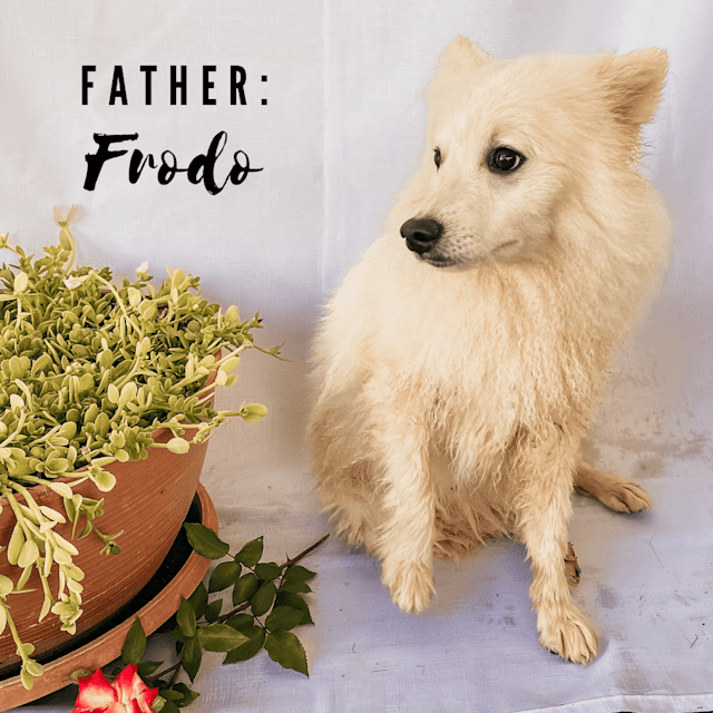 5 year old Purebred Male Japanese Spitz - entire, DNA clear | Dogs ...