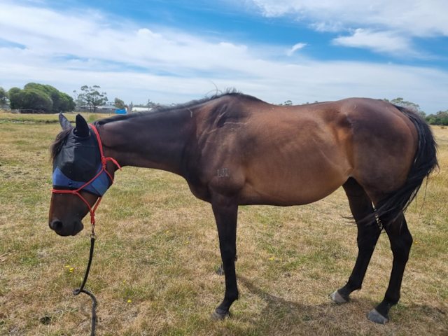 Bonnie OTTB Bay Mare | Horses & Ponies | Gumtree Australia Baw Baw Area - Longwarry | 1332708284