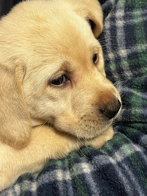 Labrador puppies | Dogs & Puppies | Gumtree Australia Armadale Area ...