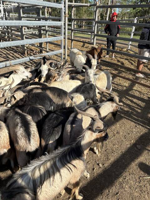 Bush goats all different sizes | Livestock | Gumtree Australia Camden ...
