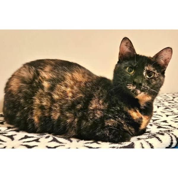 10595 : Moxi - CAT for ADOPTION - Vet Work Included | Cats & Kittens ...