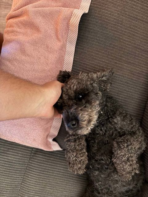4 year old female poodle x | Dogs & Puppies | Gumtree Australia Swan ...