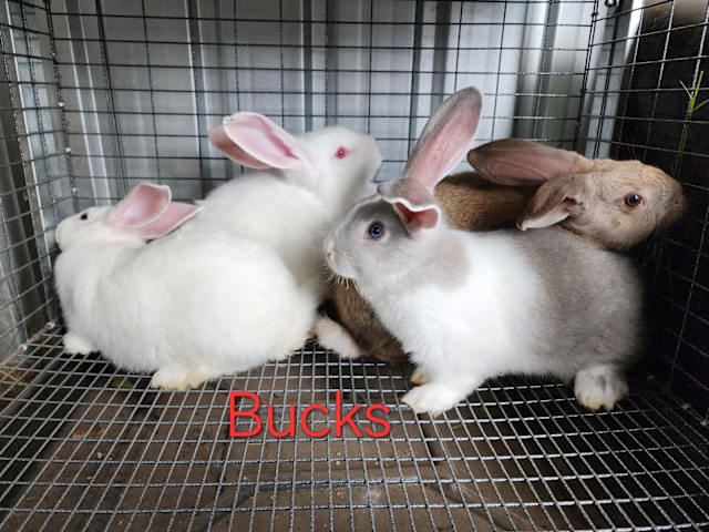 Flemish Giant Baby Bunnies | Rabbits | Gumtree Australia Northern ...