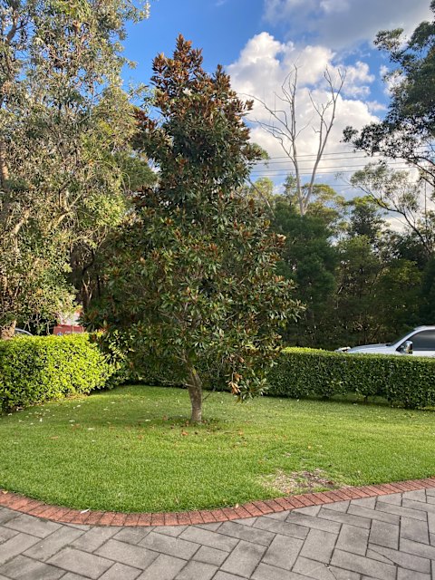 Free Trees in Glenbrook NSW - Plants in Glenbrook NSW | Gumtree Australia