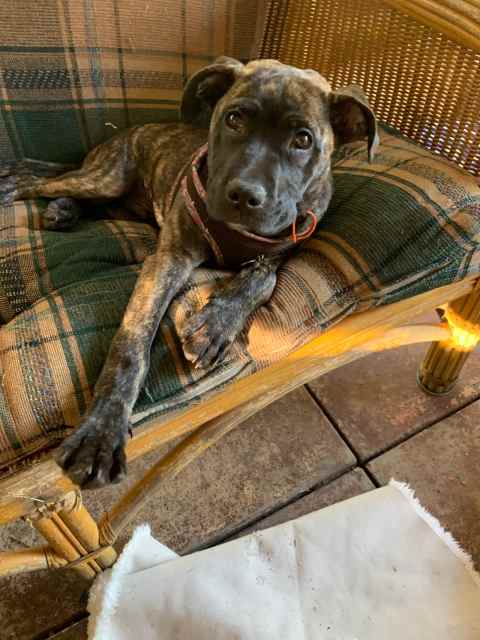 brindle staff cross bullmastiv labrador | Dogs & Puppies | Gumtree ...