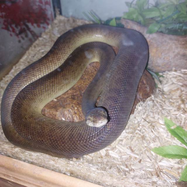 4 year old childrens python + tank and accessories | Reptiles ...