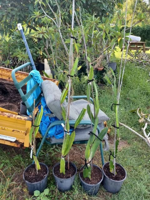 Dragon Fruit Connie Maye Established plant 1 metre plant | Plants ...