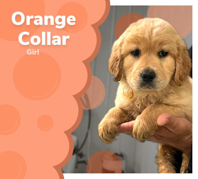 💟1 boy and 3 girls 💟 | Dogs & Puppies | Gumtree Australia Logan Area ...