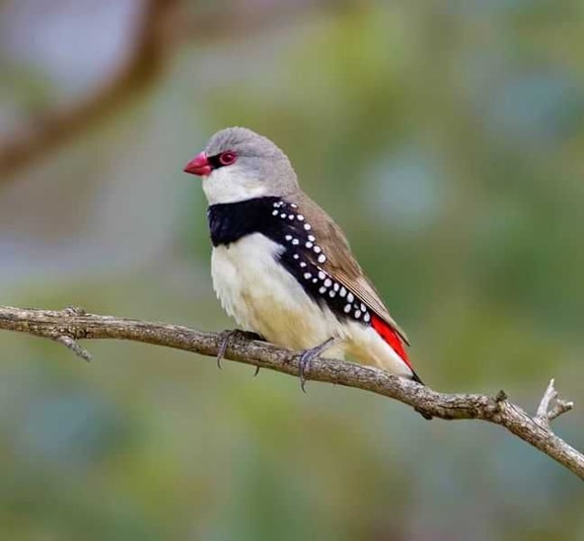 Wanted Diamond Firetail Pairs ! | Birds | Gumtree Australia Wanneroo ...