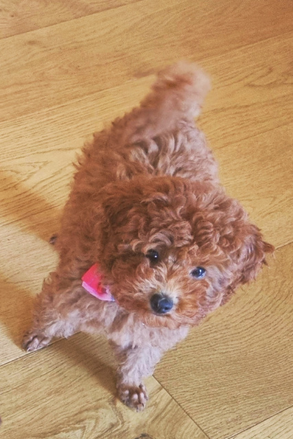 CUTE TOY PUDDLE PUPPY | Dogs & Puppies | Gumtree Australia Monash Area ...