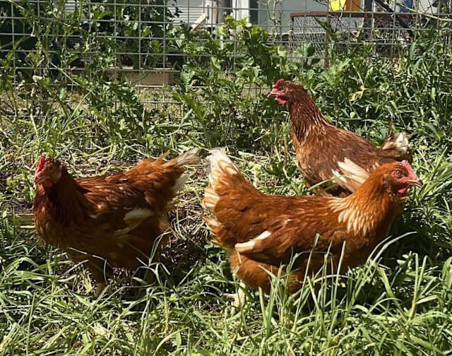 Isa brown point of lay hens / pullets Guinea Fowl babies Keets ...