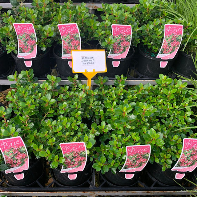 Escallonia pink pixie - Plants in Devon Meadows VIC | Gumtree Australia