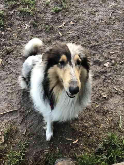 Rough Collie Puppies READY NOW & Blue Merle pedigree bitch | Dogs ...