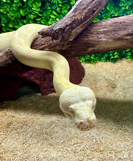 Albino Darwin Python Female | Reptiles & Amphibians | Gumtree Australia ...