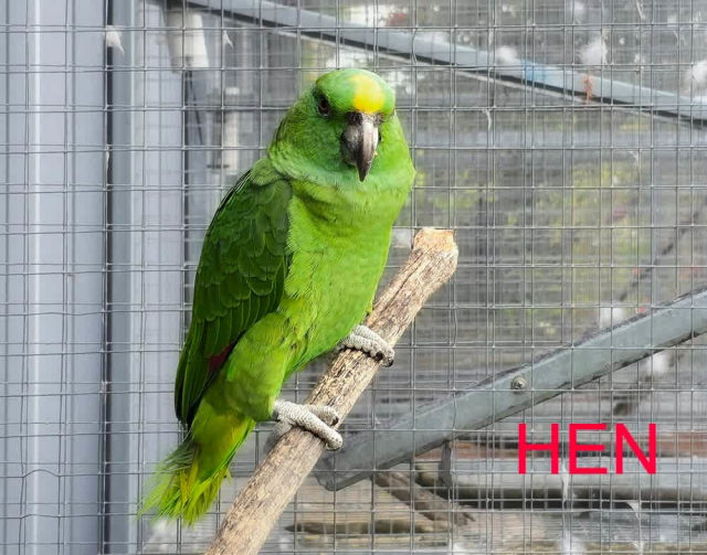 Yellow Naped Amazon - hen | Birds | Gumtree Australia Salisbury Area ...
