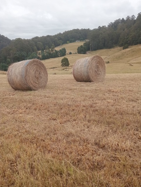 Big round bales of hay, located in Cuprona. | Pet Products | Gumtree ...