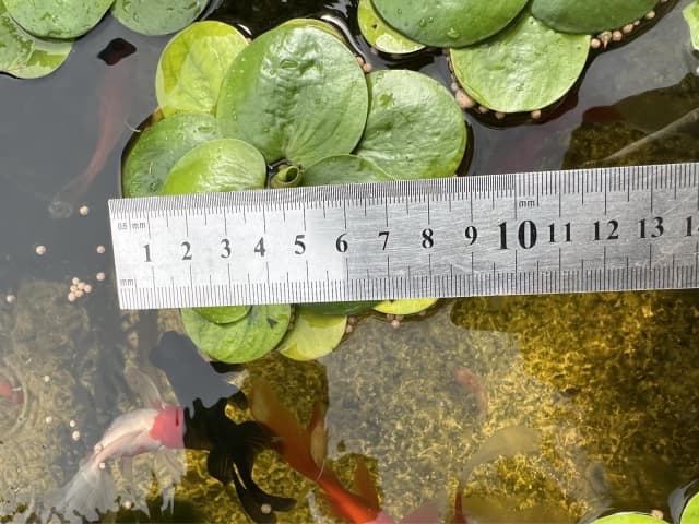 Frog Bit Water Plants Floating Fish Pond Tank - Point Cook - Plants in ...