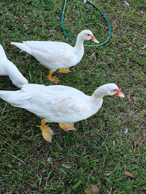 Pure White Muscovy Duck + Drake | Livestock | Gumtree Australia Ballina ...