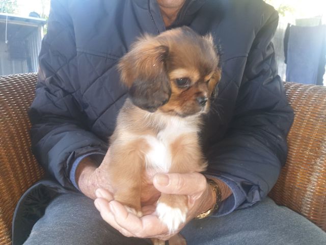 Cava Tzu puppies,Mum is a pure breed Cavalier and Dad a Shitzu , | Dogs ...
