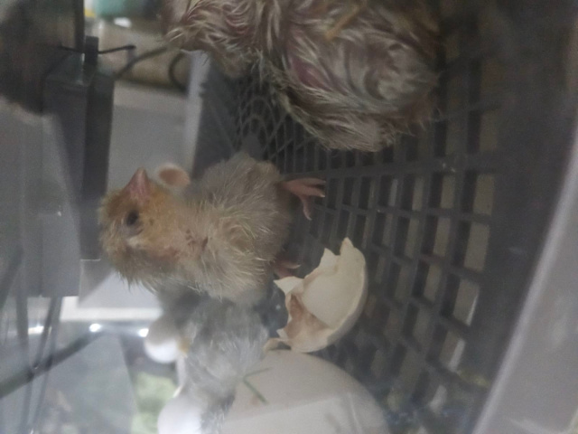 Day old rare breed chooks. Belgian d Anver. | Livestock | Gumtree ...