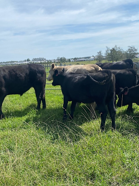 ANGUS HEIFERS | Livestock | Gumtree Australia Maitland Area - Thornton ...