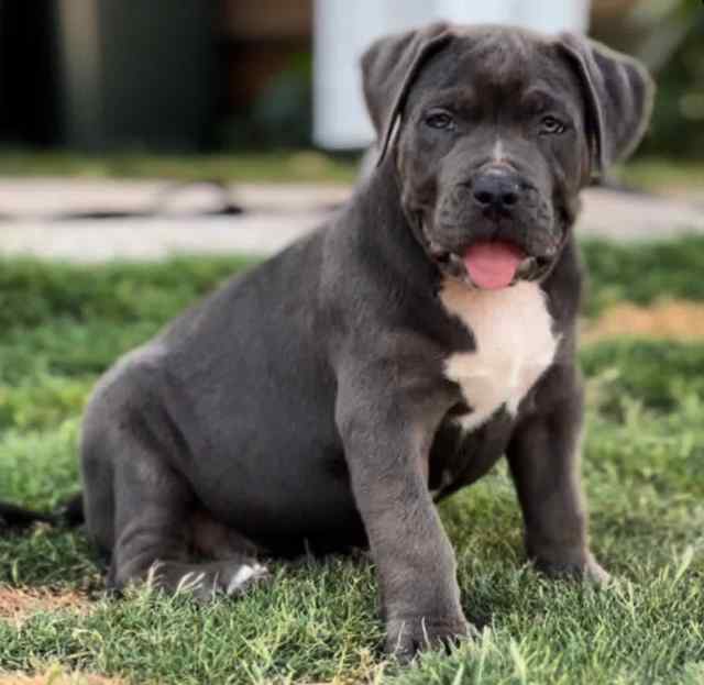 XL AMERICAN BULLY PUPPIES | Dogs & Puppies | Gumtree Australia Tweed ...