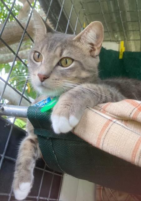 Mikey - KITTEN KAPERS RESCUE | Cats & Kittens | Gumtree Australia ...