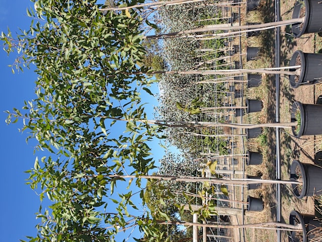 spotted gum trees - Plants in Long Forest VIC | Gumtree Australia