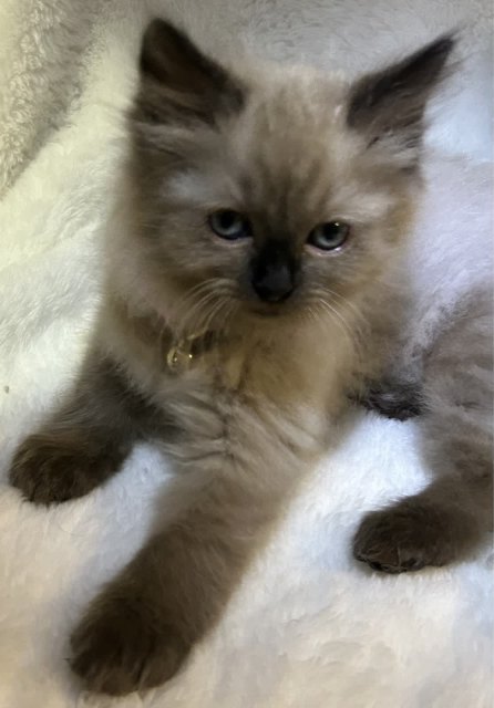 MINK and TRADITIONAL ragdoll kittens | Cats & Kittens | Gumtree ...