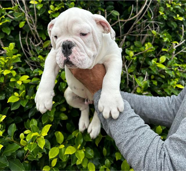 purebred British Bulldog female puppy ( price dropped) | Dogs & Puppies ...