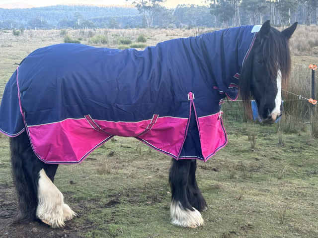 Wanted! Looking for somewhere to keep our human. | Other Real Estate ...