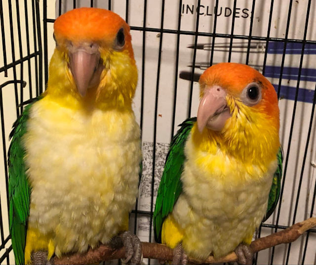 White bellied caique pair | Birds | Gumtree Australia Pyrenees Area - Avoca | 1335443512
