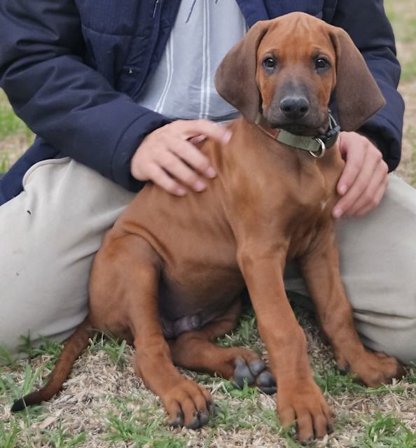 Purebred Puppies: Rhodesian Ridgeback - ONLY 4 LEFT - PRICE REDUCED ...