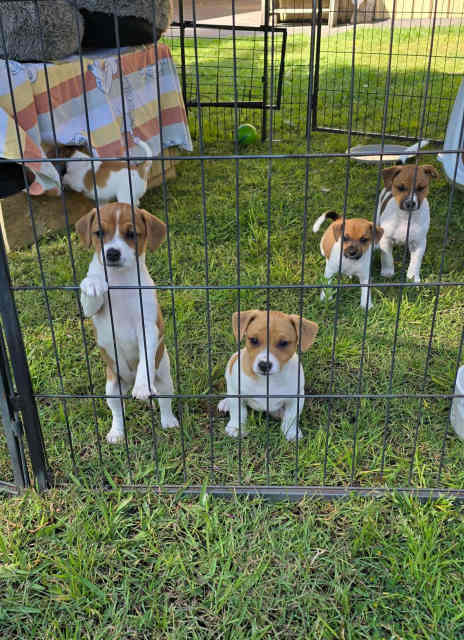 Mini Foxy x mini Jack Russel Puppies | Dogs & Puppies | Gumtree ...