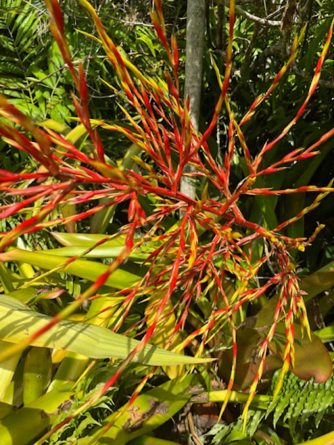 Ex - Large orange Bromelaids. Great for landscapes/features etc. $5 ...