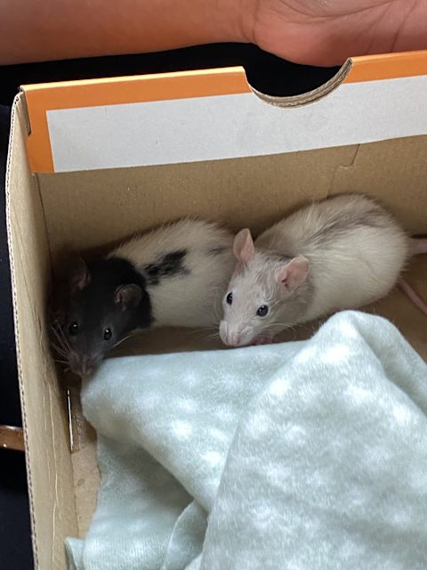 Two 11 week old female fancy rats (comes with cage, food etc.) | Other ...