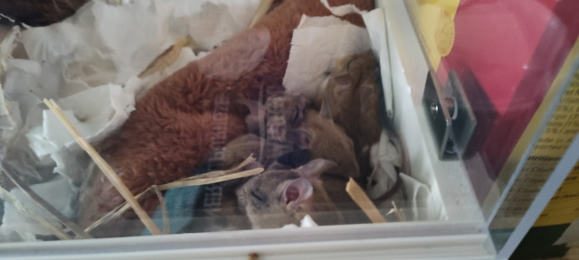 Spinifex hopping Mice - Mix of Male and Female | Other Pets | Gumtree ...