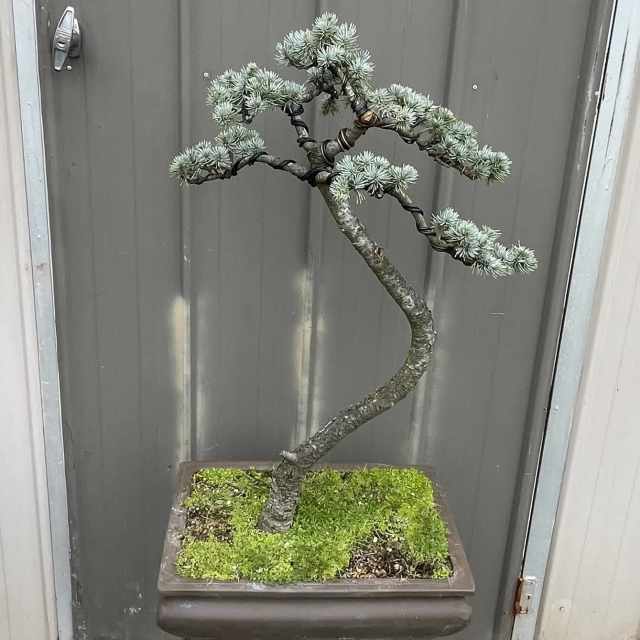 Bonsai Blue Cedar Literati Style 30Yrs - Plants in Endeavour Hills VIC ...