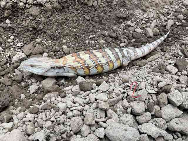 Juvenile bluetongue lizards 100%het albino and 50% het anery | Reptiles ...