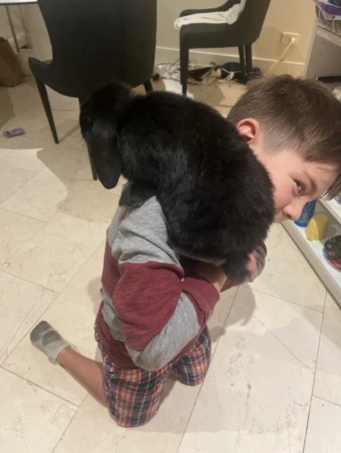 FREE TO SOMEONE WHO WILL LOVE THEM - 5 BABY LOPS WITH DAD | Rabbits ...