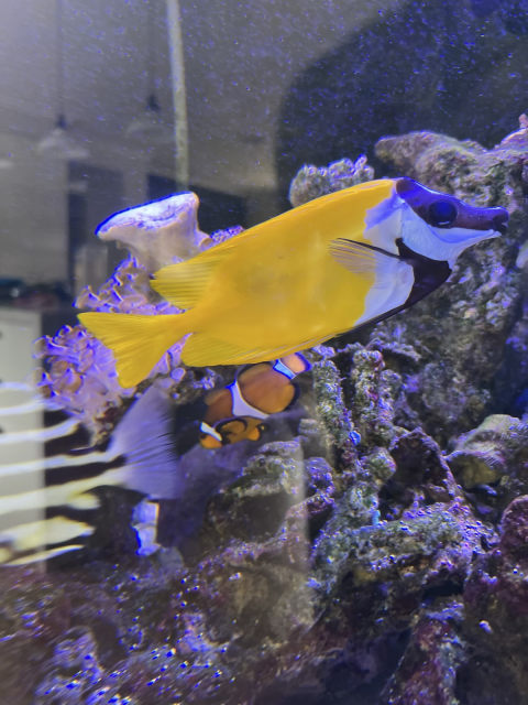 Tank shut down. Marine aquarium. Blue tang, clown, sailfin | Fish ...