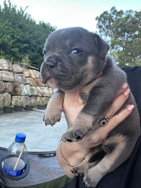 Pocket Bully x French Bulldog Designer Hybrid Puppies | Dogs & Puppies ...
