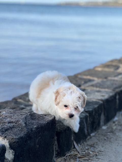 Shmoodle puppy looking for forever family with his all things | Dogs ...