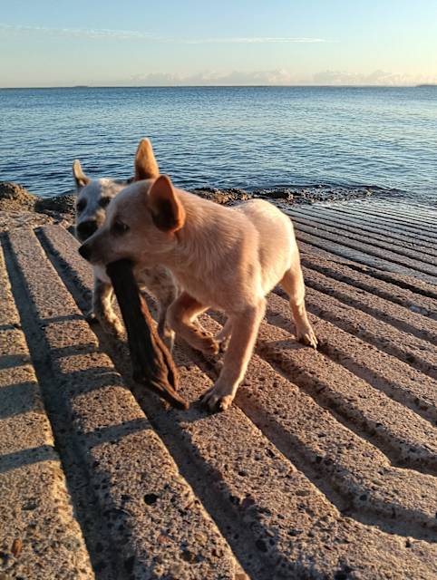 registered Australian stumpy tail cattle dog | Dogs & Puppies | Gumtree ...