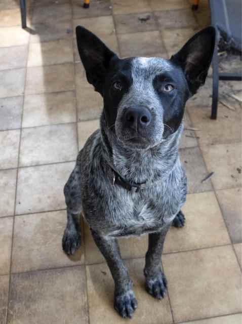 Stumpy blue cattle dog | Dogs & Puppies | Gumtree Australia Auburn Area ...