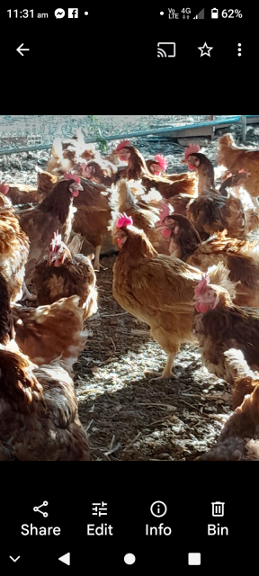 ISA Brown chickens free range 12 months old $14.00 each | Livestock ...