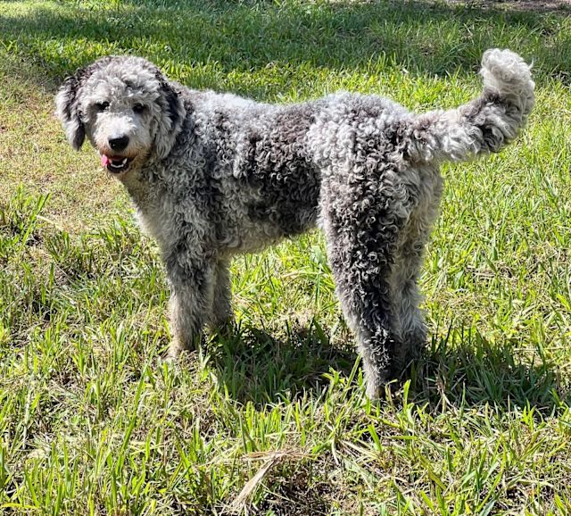 Gorgeous Blue Merle Standard Labradoodle Boy | Dogs & Puppies | Gumtree ...