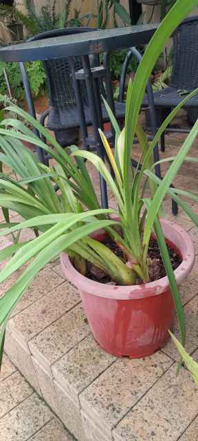 Potted Cymbidium Orchids - Plants in North Perth WA | Gumtree Australia